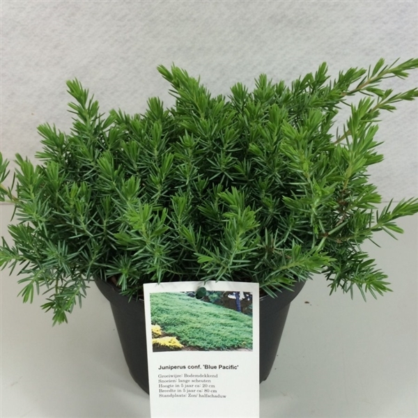Juniperus conferta 'Blue Pacific' (jucblue) - FloraXchange