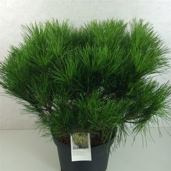 Pinus densiflora 'Alice Verkade' (pidali) - FloraXchange