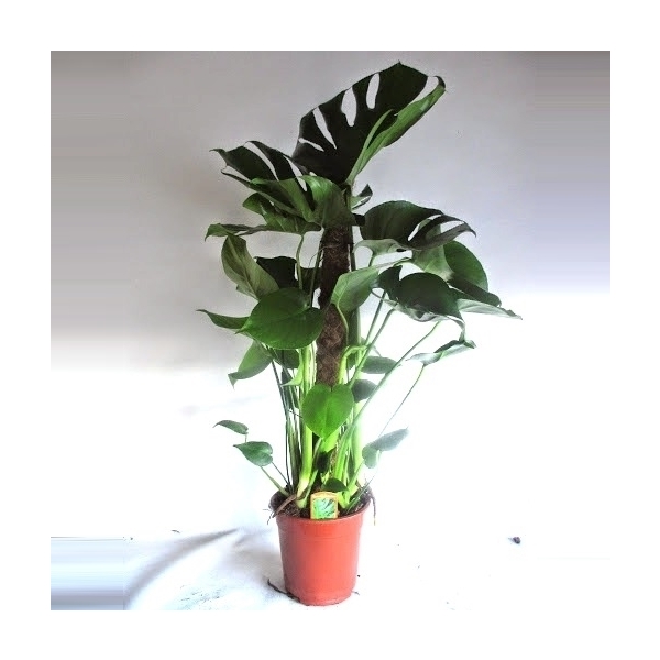 Monstera mosstok (OVMon1980Mos) - FloraXchange