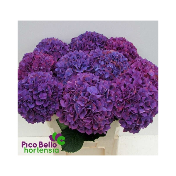 HYDR M GLOW ALPS PA 80cm. (GM-21931) - FloraXchange