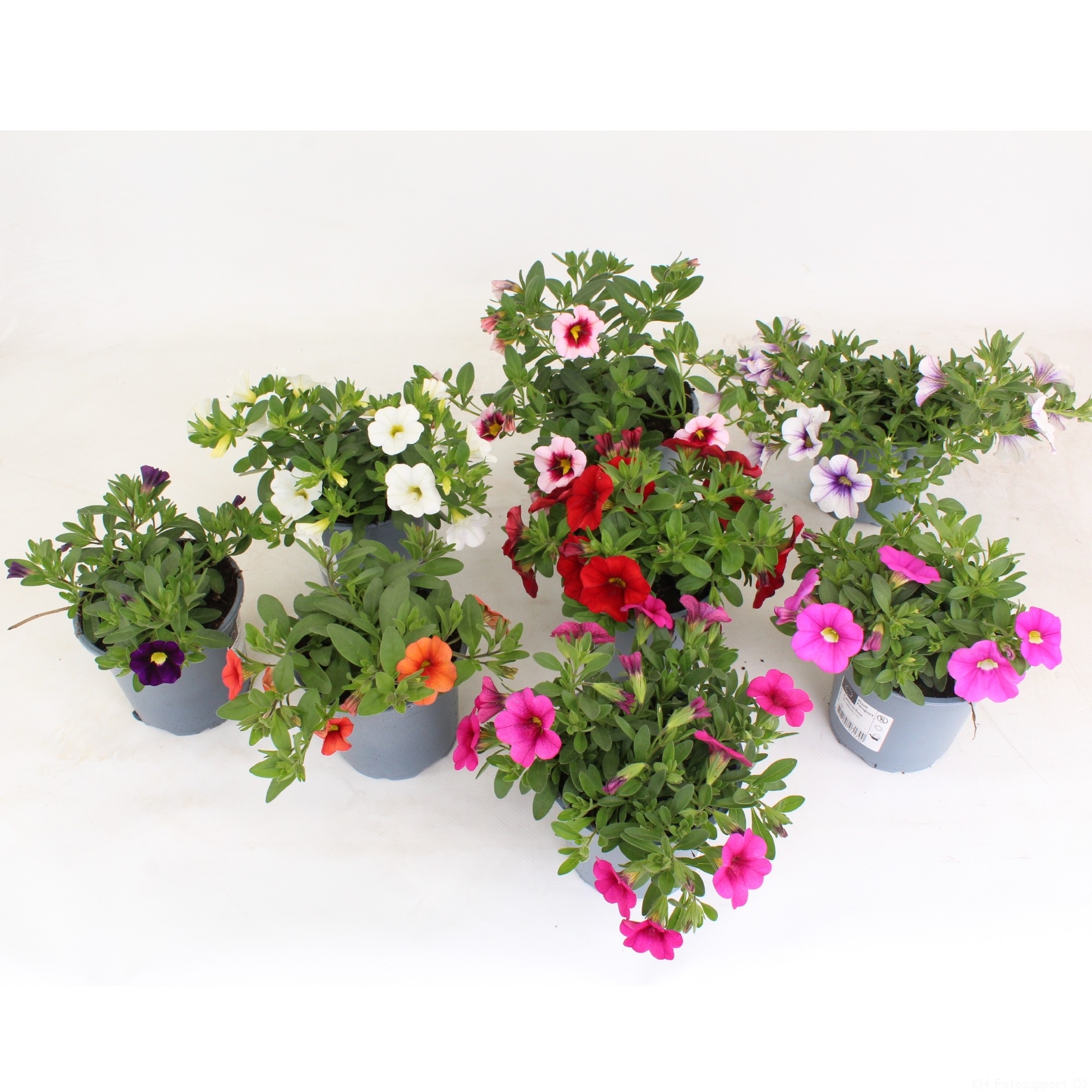 Calibrachoa Million Bells Mix layer (Cali Mix laye) - FloraXchange