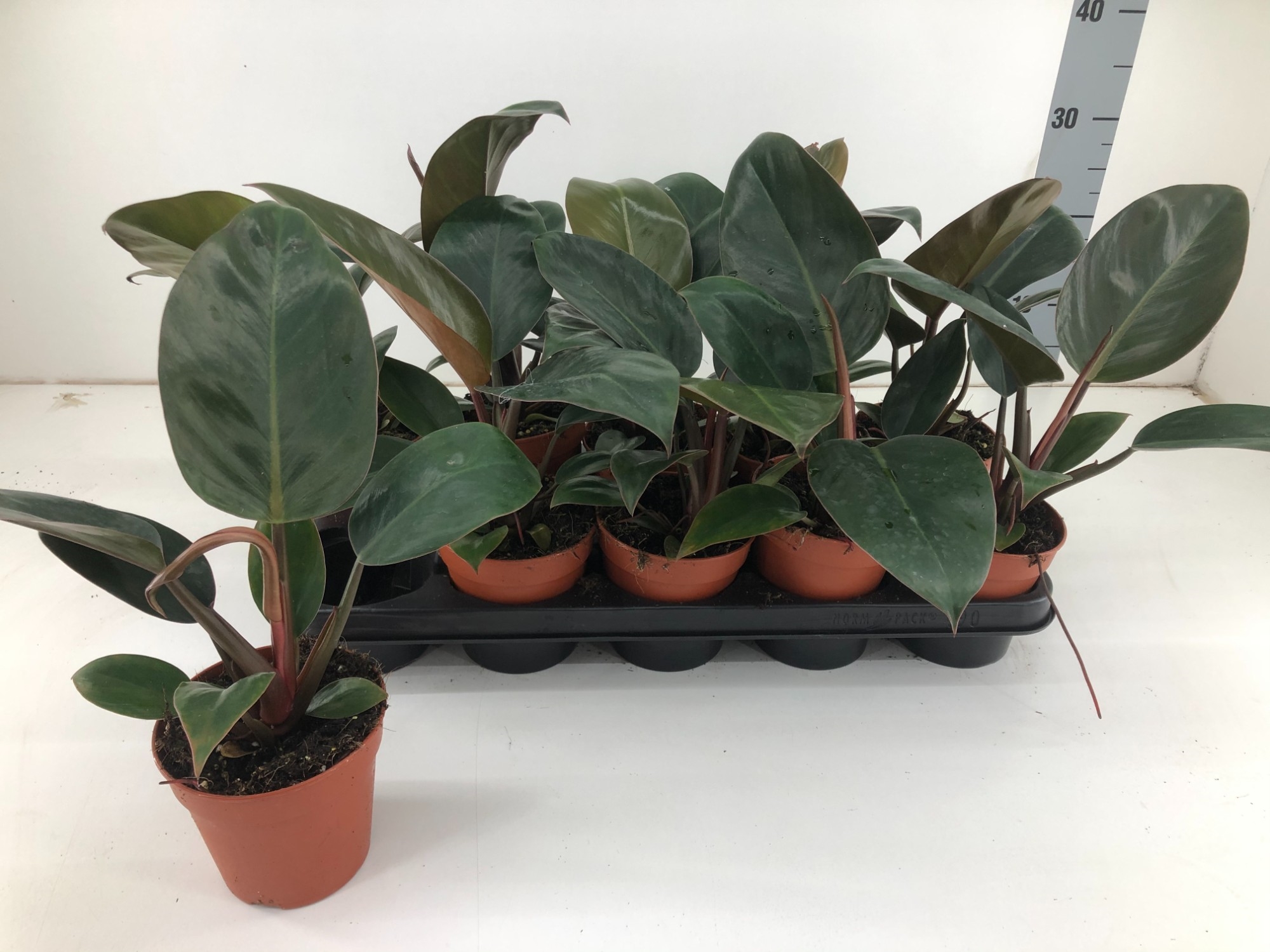 Philodendron 'Rojo Congo' (philo-ro-cong) - FloraXchange