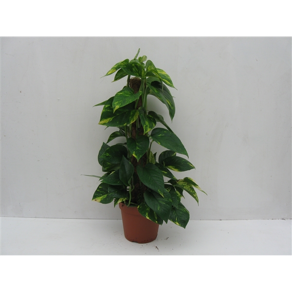 Epipremnum pinnatum mosstok (Epiprmos15) - FloraXchange