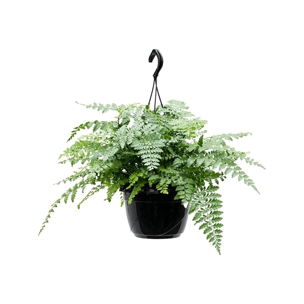 Asplenium dimorphum 'Parvati' (4ASPAHA20) - FloraXchange