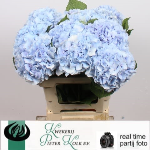 HYDR M VERENA BL . (GM-3670) - FloraXchange