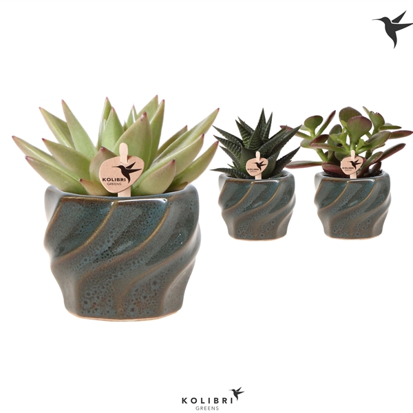 Kolibri Greens Succulenten in Twisted pot green (1896) - FloraXchange