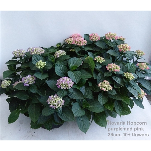 Hydrangea Hovaria Hopcorn 29cm (HOPC296010) - FloraXchange