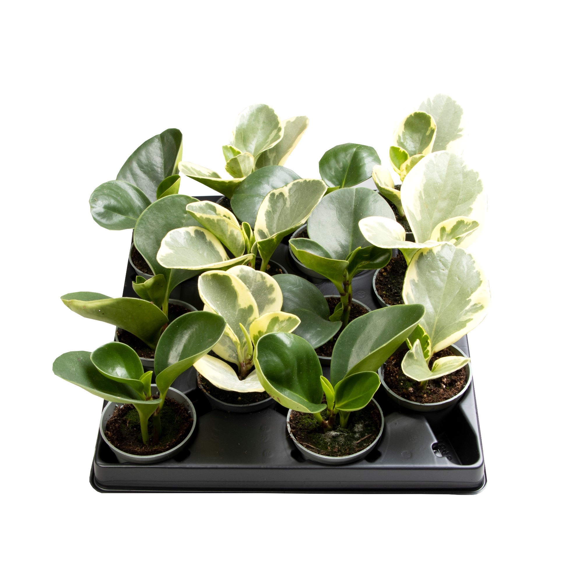 Peperomia Mix 4 varieties (65337) - FloraXchange