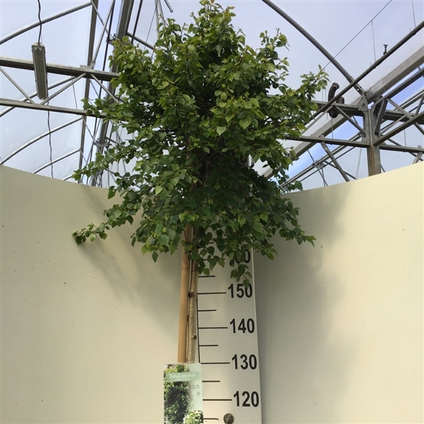 Betula pendula Magical Globe 180st (IGCBEPMGLOB03) - FloraXchange