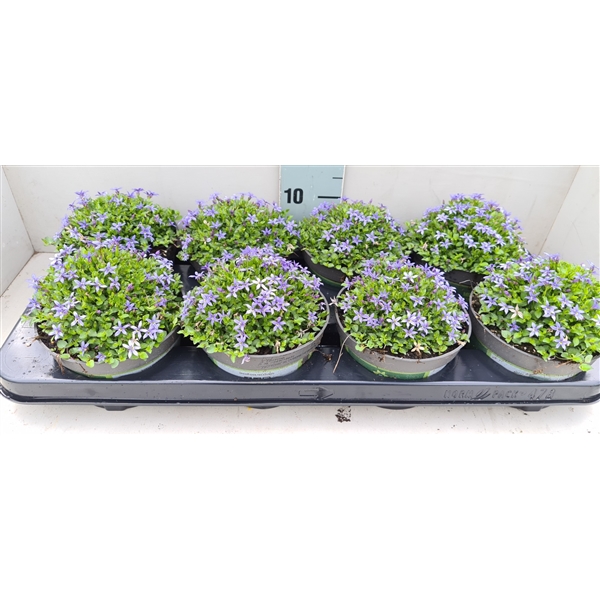 Isotoma fluviatilis (Iso.blue.13) - FloraXchange