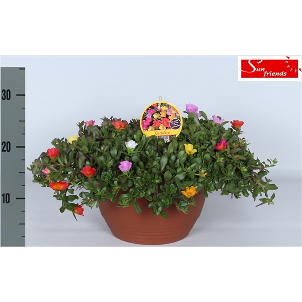 Portulaca Carnaval (Portulaca) - FloraXchange