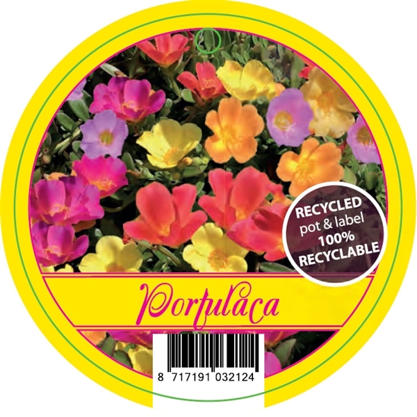 Portulaca Carnaval (Portulaca) - FloraXchange