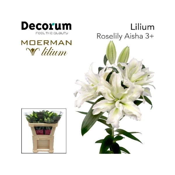 LI ROSELILY AISHA 3+. (GM-19892) - FloraXchange