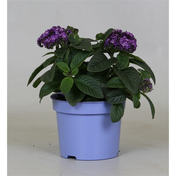 Heliotropium arborescens 'Marino Blue' (HelMar12-1) - FloraXchange