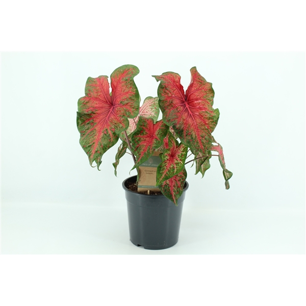 XL Caladium Wild Fire (Cal24-Wildf) - FloraXchange