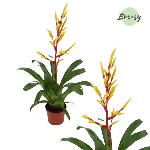 Vriesea Happy Yellow (HAP-414) - FloraXchange