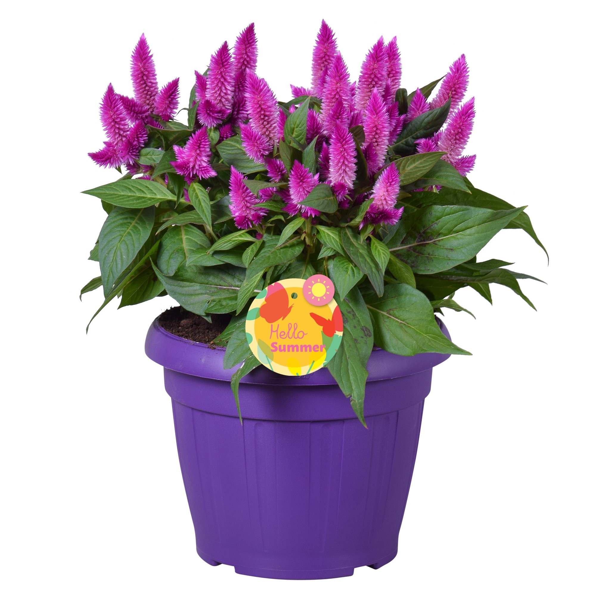Hello Summer Celosia Intenz Dark Purple in Patiopot Paars (FP022 ...