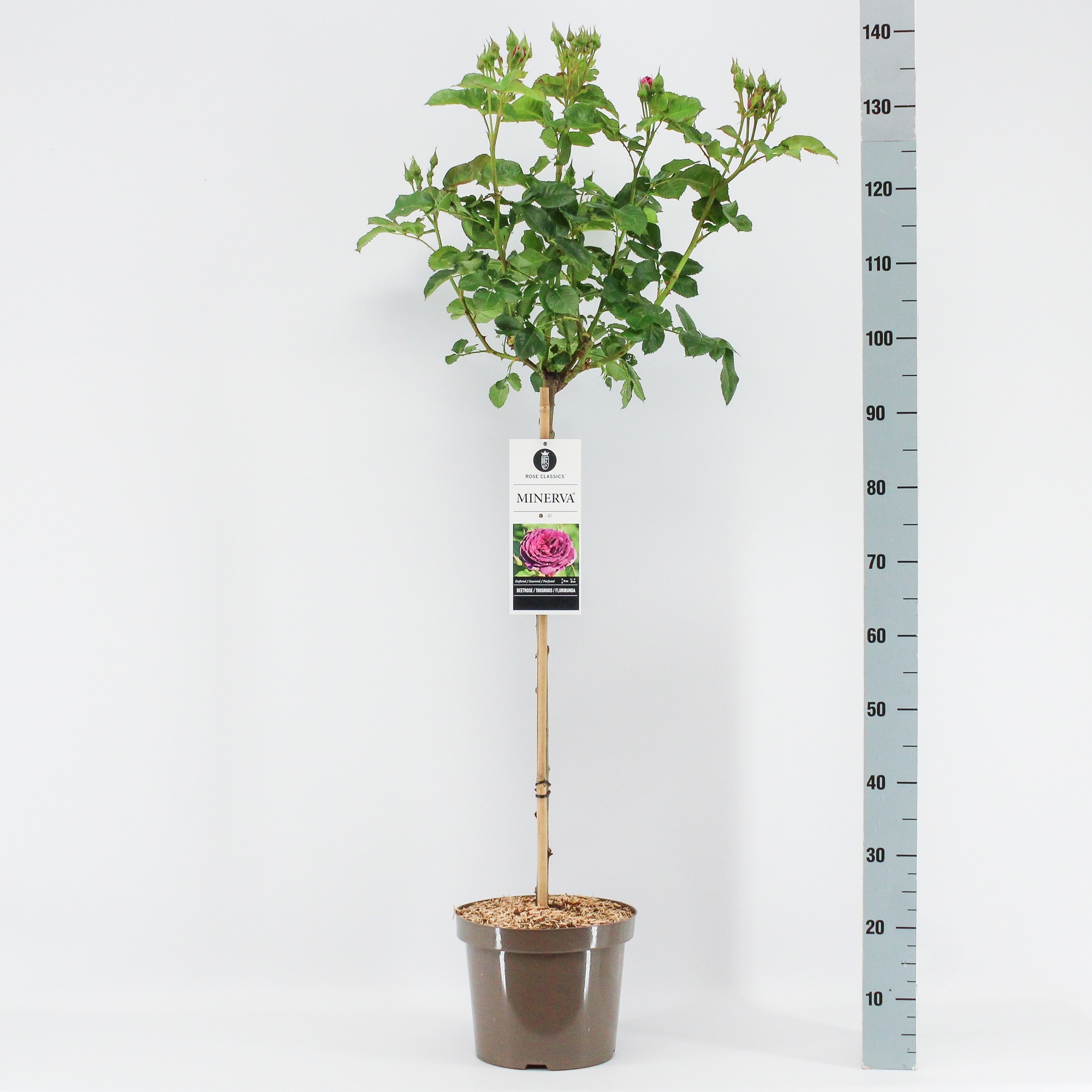 Rosa (F) Minerva ®, stam 70, C7.5 (730553560070) - FloraXchange