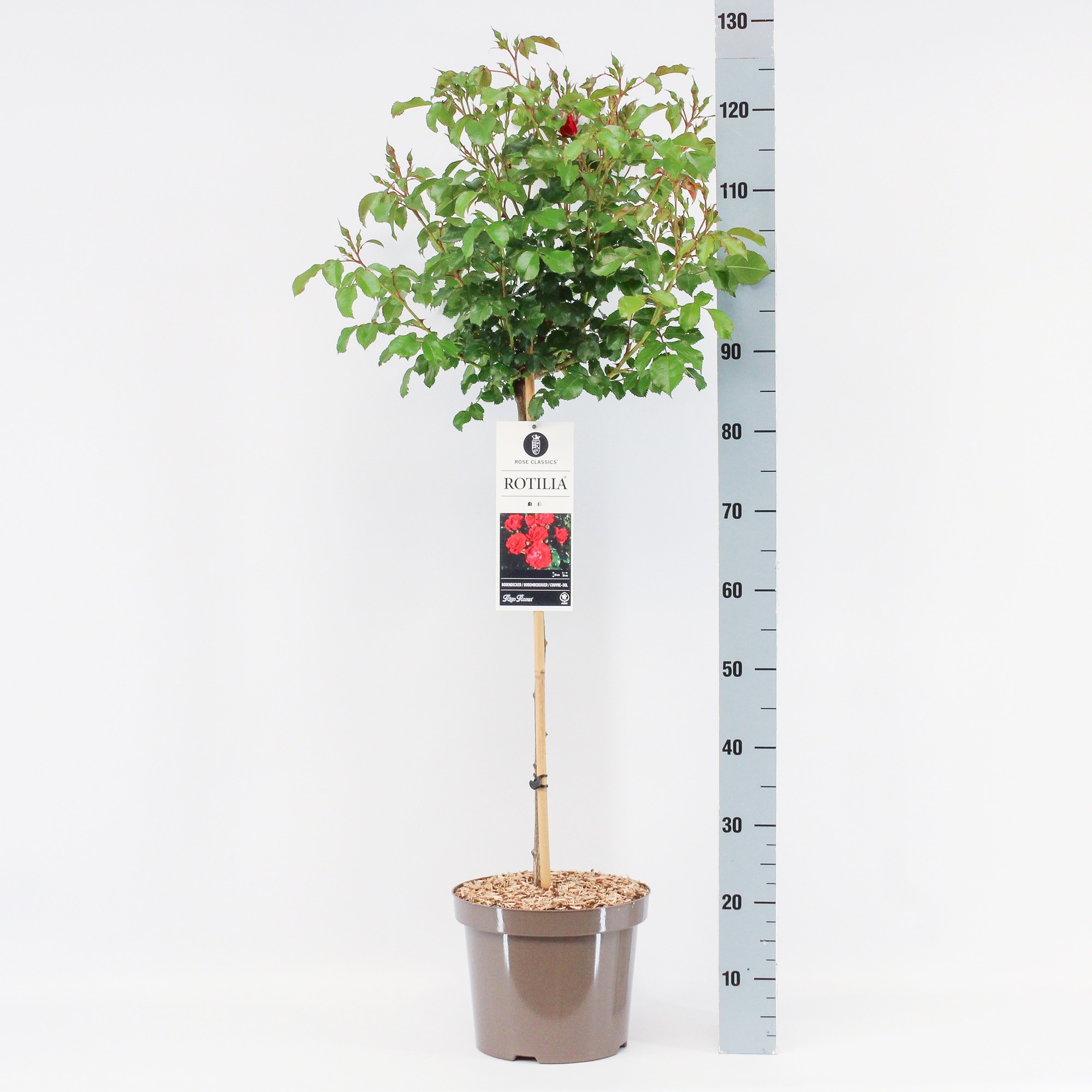 Rosa (P) Rotilia ®, stam 70, C7.5 (734591850070) - FloraXchange
