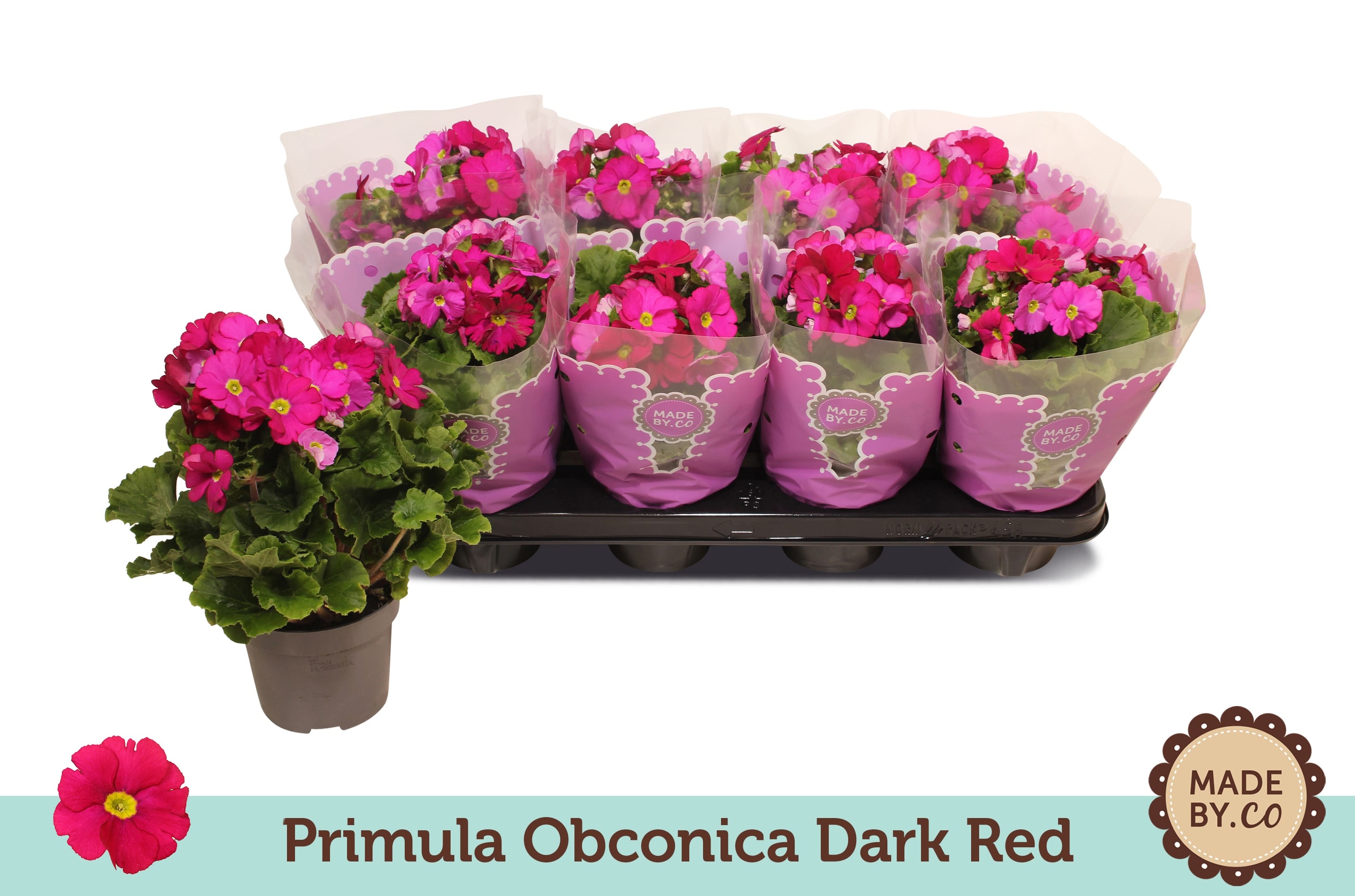 Primula Obconica Dark Red SV.Colour (P12CO102) - FloraXchange
