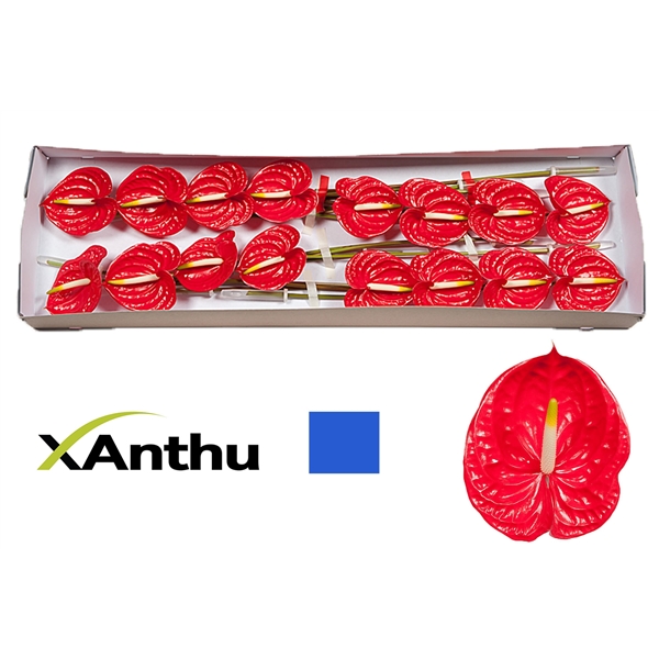 ANTH A Tropical 16 (4725592) - FloraXchange