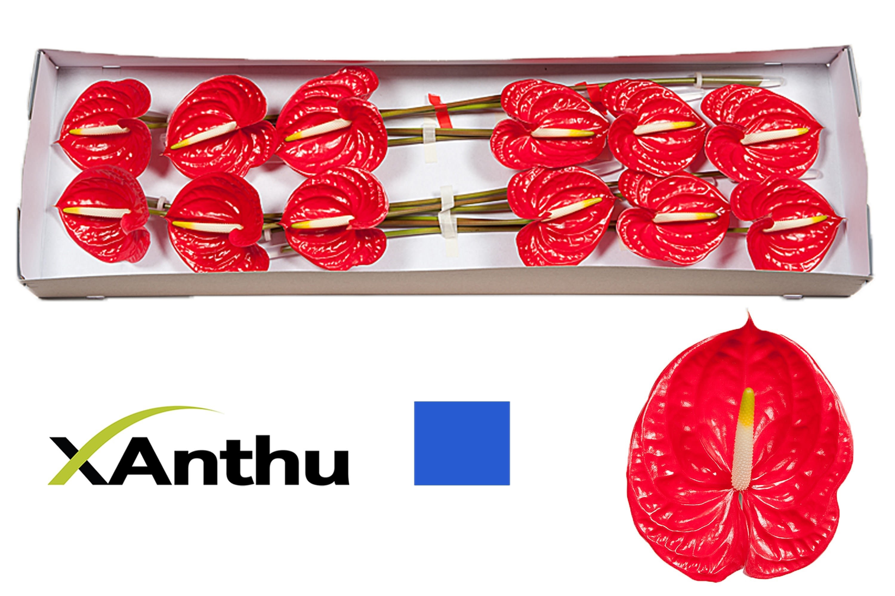 ANTH A Tropical 12 (4725591) - FloraXchange