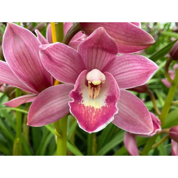 CYMB MI PINK PARFAIT Leekade X10. (GM-11480) - FloraXchange