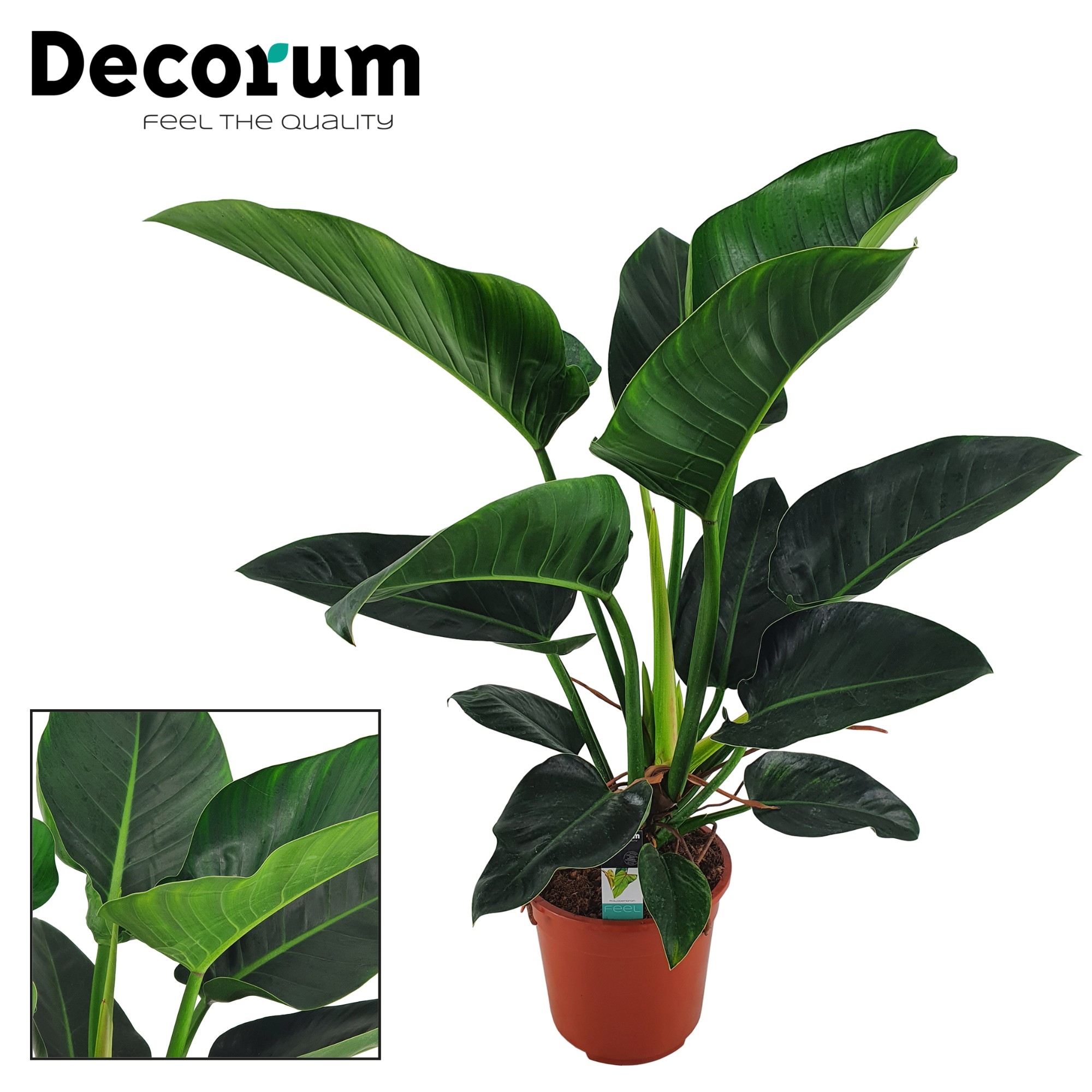 Philodendron Congo Millions 27 cm (DECORUM-MIL27) - FloraXchange