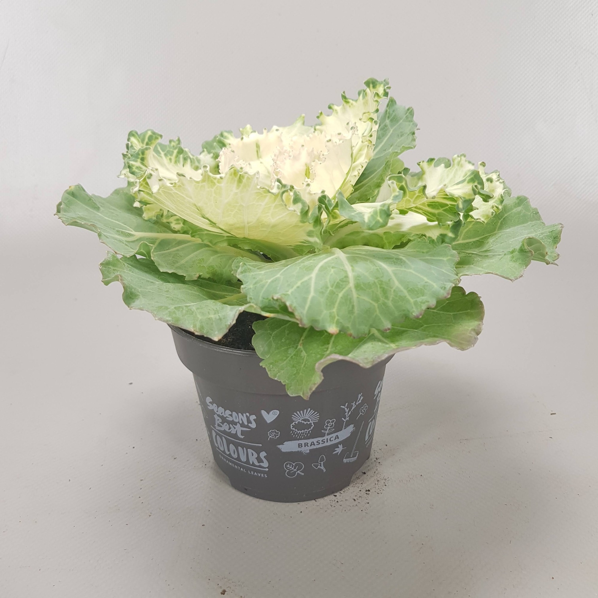 Season`s Best Colours Brassica Glad wit - P12 (20170018P12) - FloraXchange