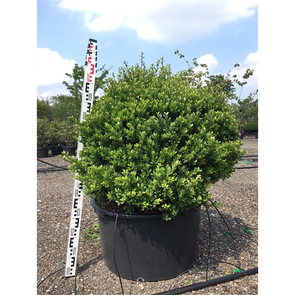 Ilex crenata Dark Green 80 cm bol. P65/70 (ilcdgreenbol) - FloraXchange