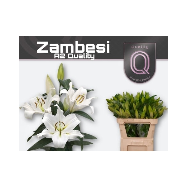 LI OT ZAMBESI A2 A2 emmer 3+. (GM-15826) - FloraXchange