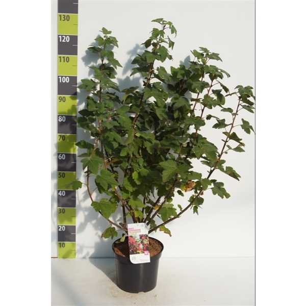 Ribes sang. 'Pulborough Scarlet' C 7,5 (4011265717097) - FloraXchange