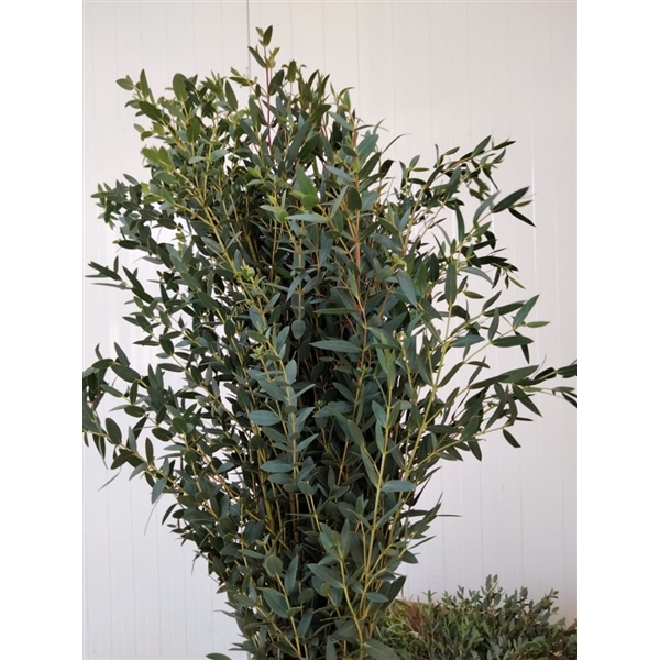 Eucalyptus parvifolia (70) - FloraXchange