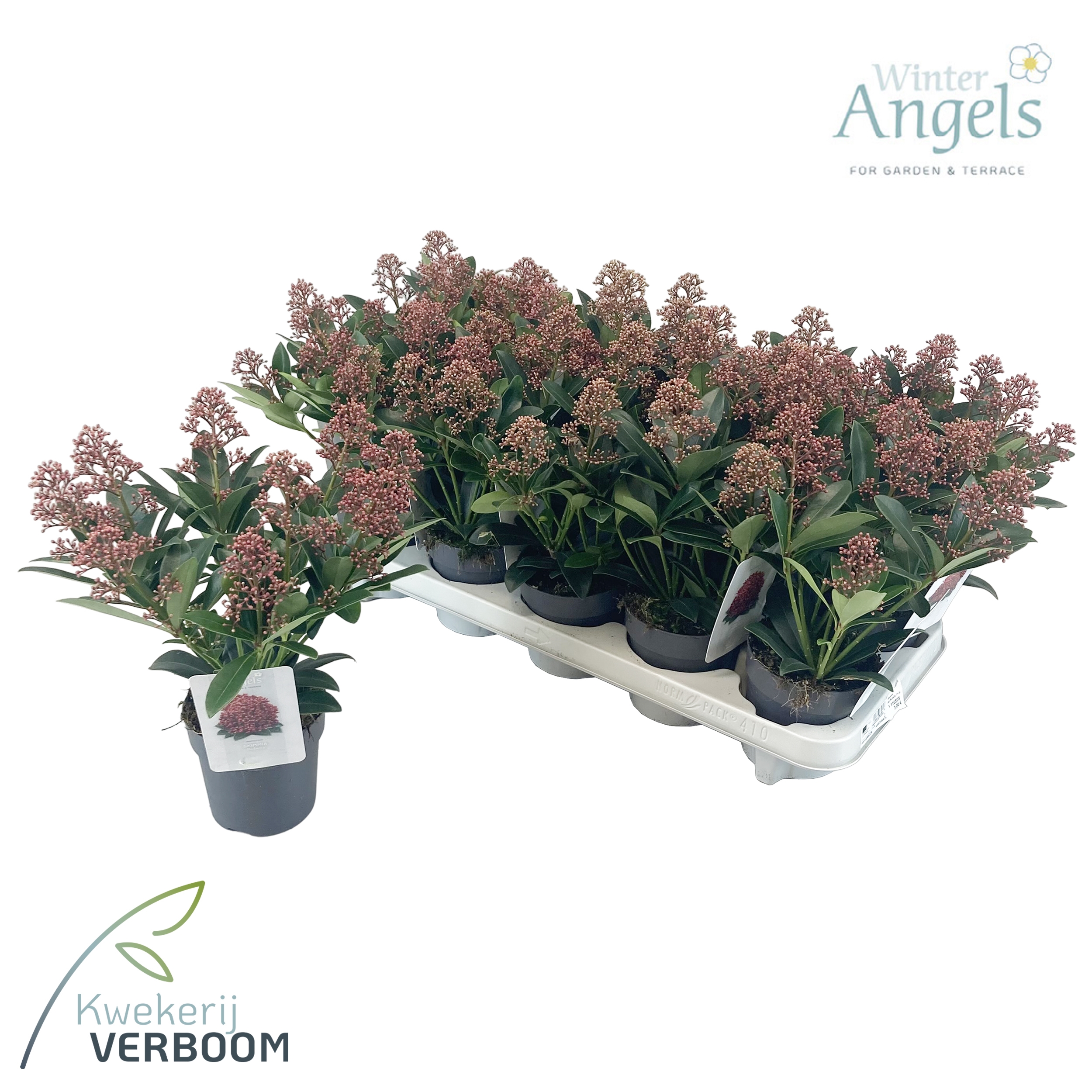 Skimmia jap. rubella p10 7+ (S711) - FloraXchange