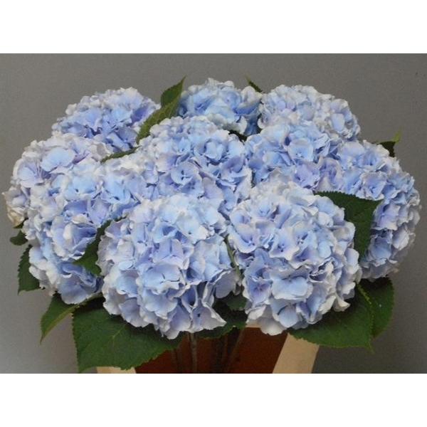 VERENA BL 65 (2753753) - FloraXchange