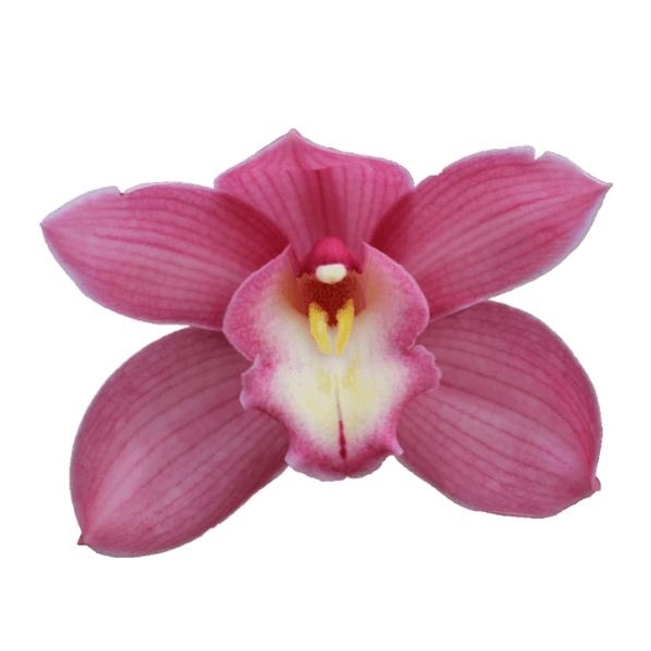 CYMB T GERRY (125481) - FloraXchange