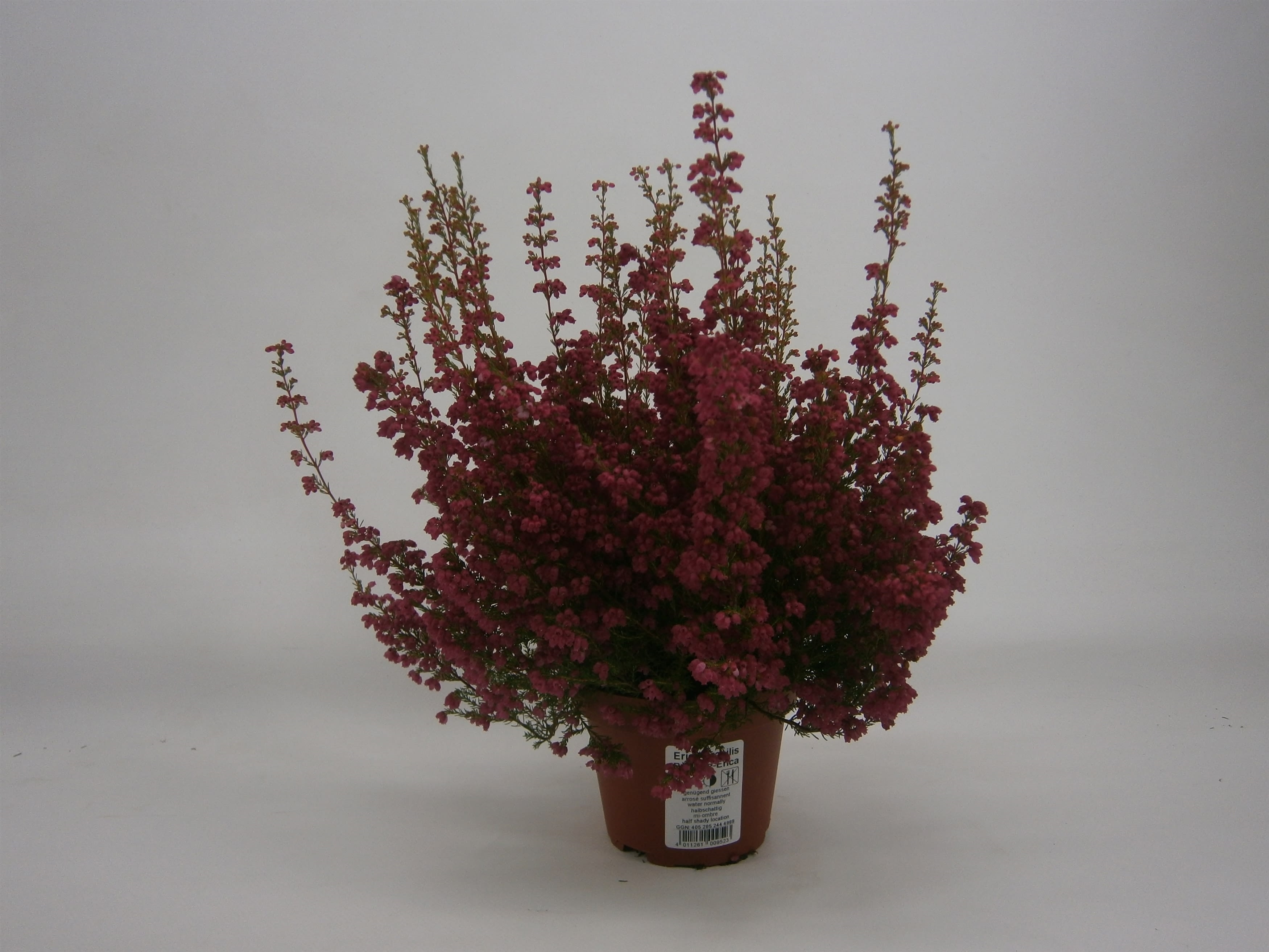 Erica gracilis Rood (4269) - FloraXchange