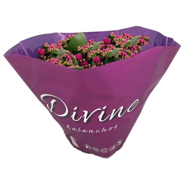 Divine Kalanchoe Schaal Purple (310410000) - FloraXchange