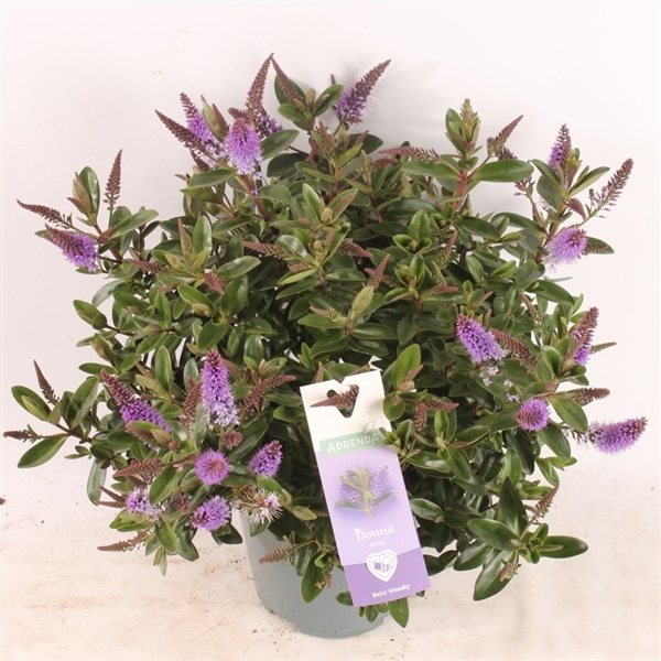 Hebe addenda Donna® Anna (HEAANNA) - FloraXchange