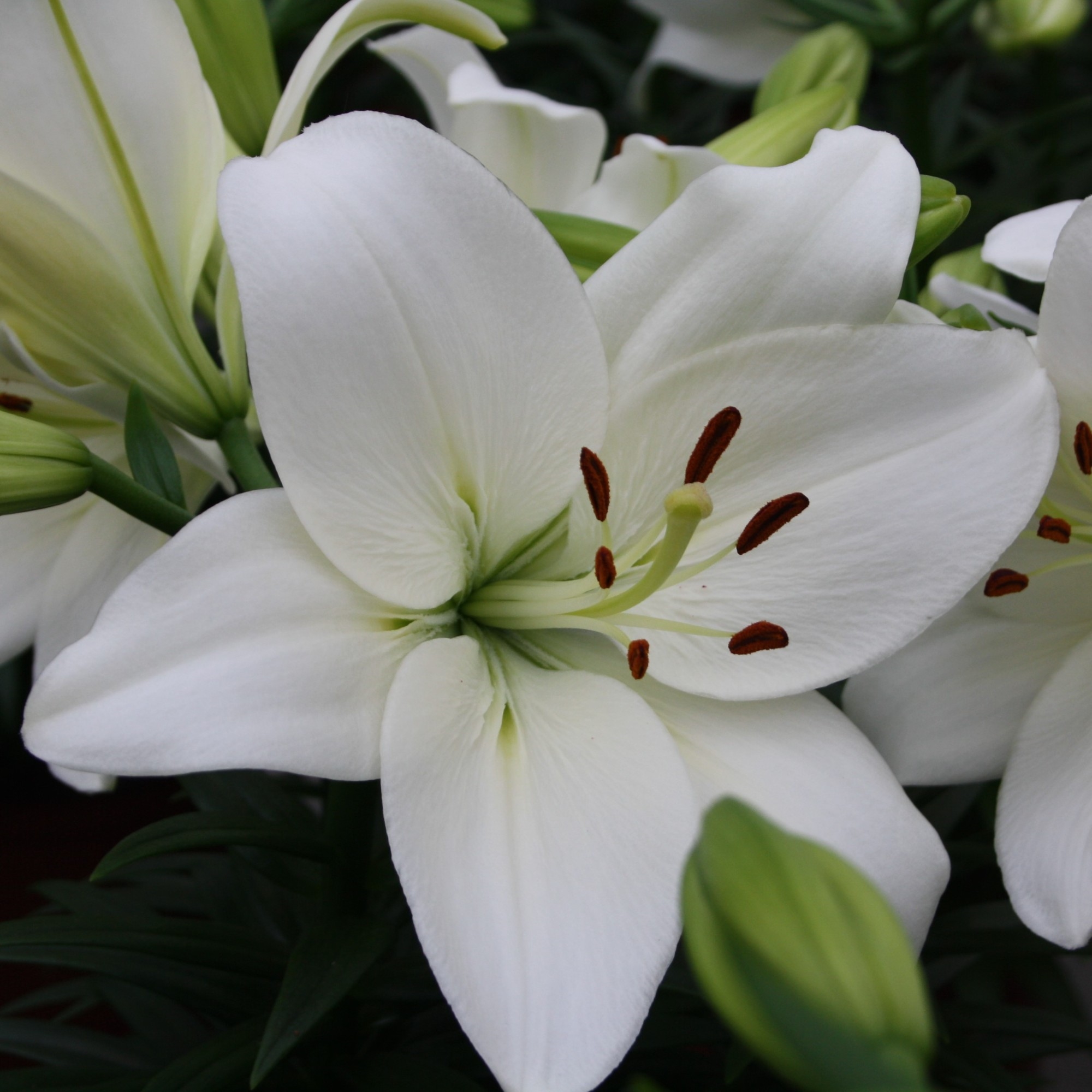 Lilium Summer Snow 19 cm (LA lelie) (211) - FloraXchange