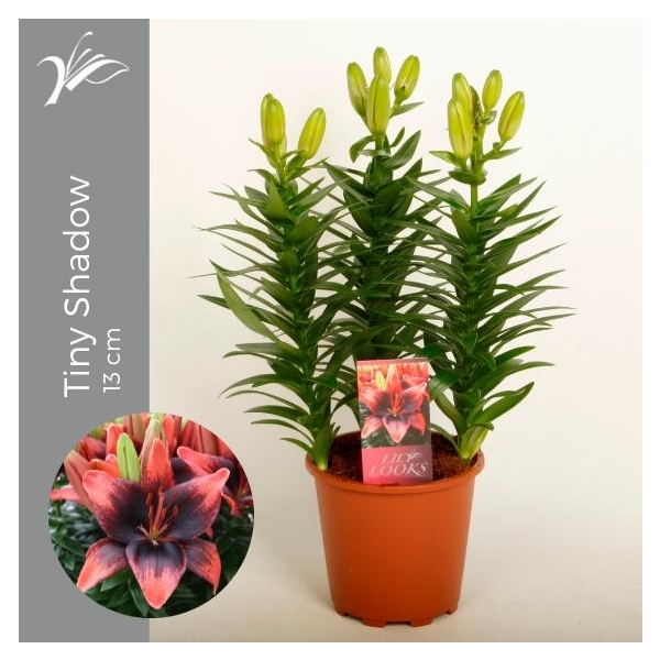 Lilium Tiny Shadow 'rauw' (az. lelie) (168 - r) - FloraXchange