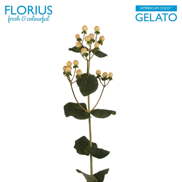 Hypericum Coco Gelato TM (HC29GEL60TM) - FloraXchange