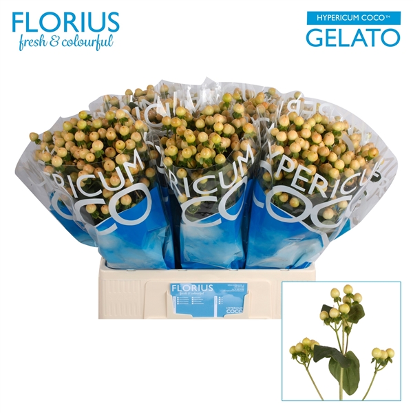 Hypericum Coco Gelato TM (HC29GEL60TM) - FloraXchange