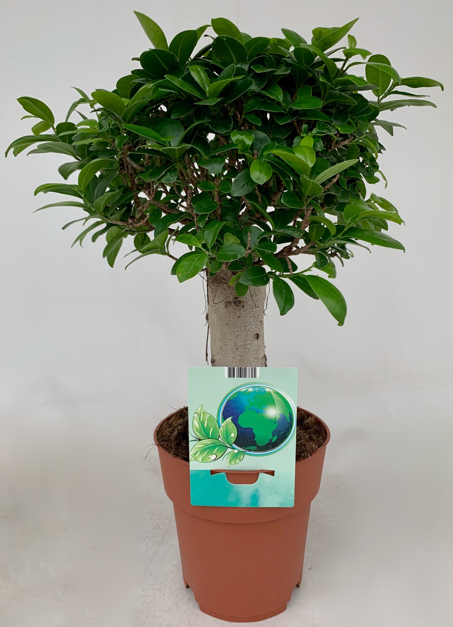 Ficus Microcarpa Compacta (Microcarpa19) - FloraXchange