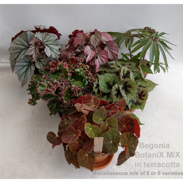 Begonia BotaniX MiX-layer 16cm clay pot+saucer (BegMix16) - FloraXchange