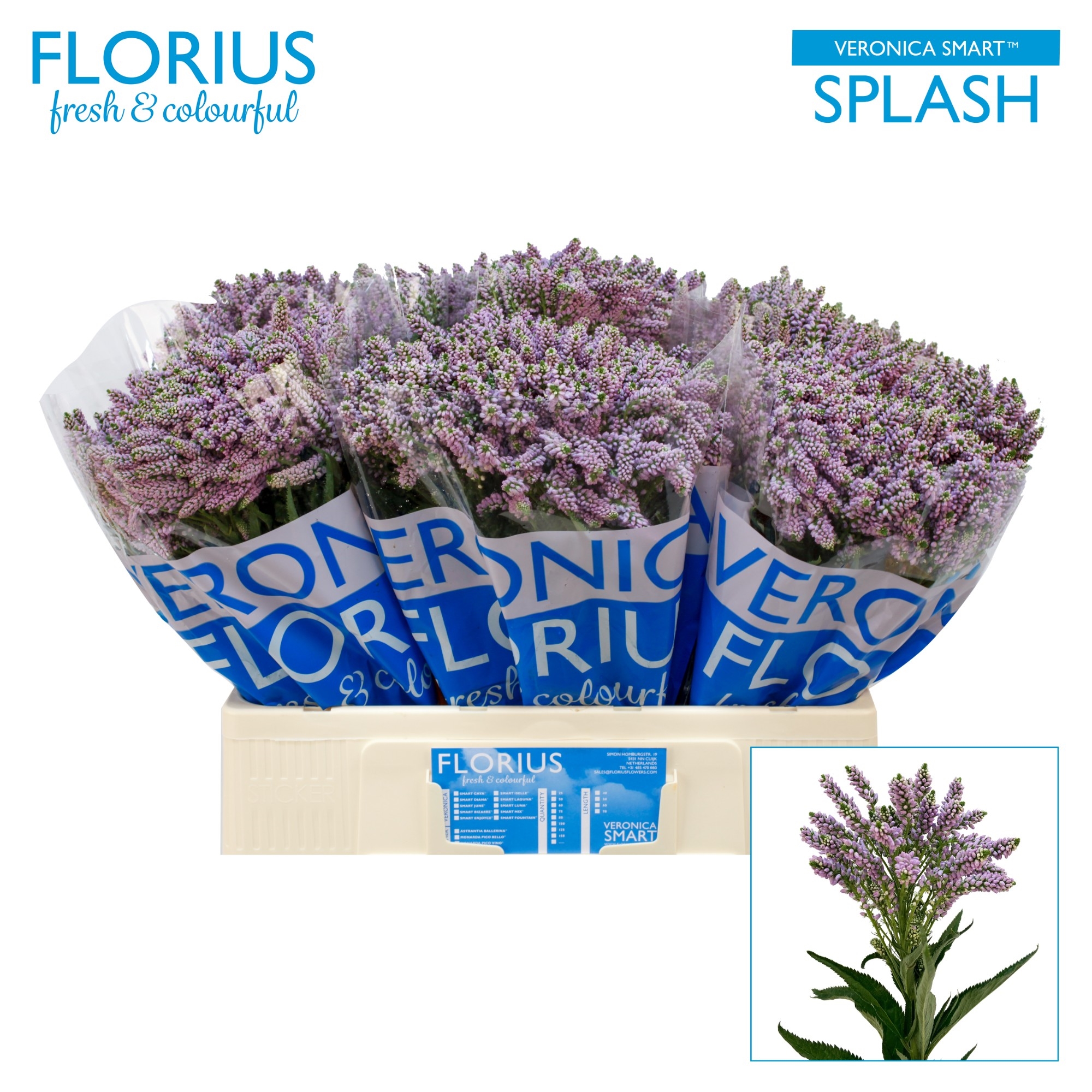 Veronica Smart Splash NV (VS29SPL60NV) - FloraXchange