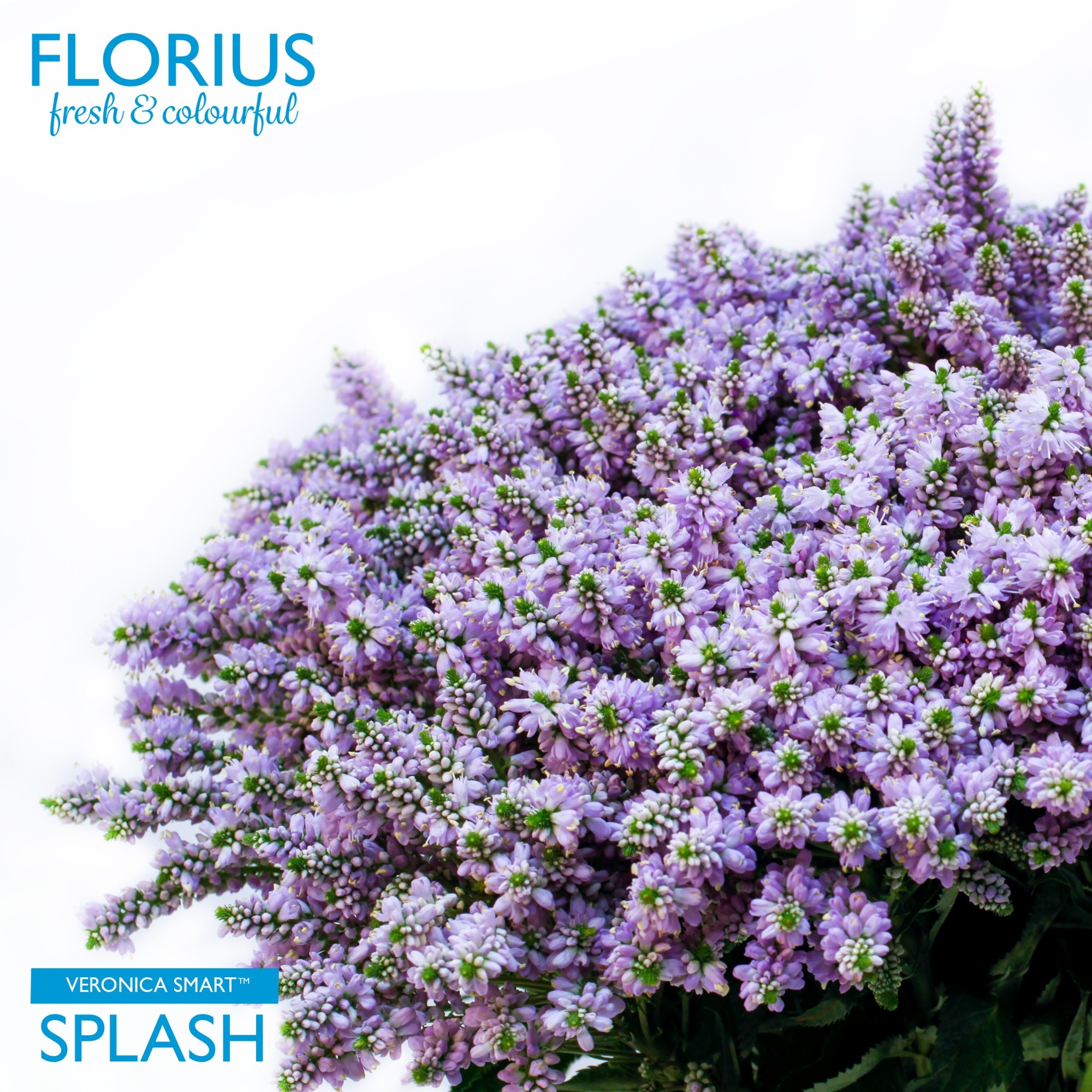 Veronica Smart Splash NV (VS29SPL60NV) - FloraXchange