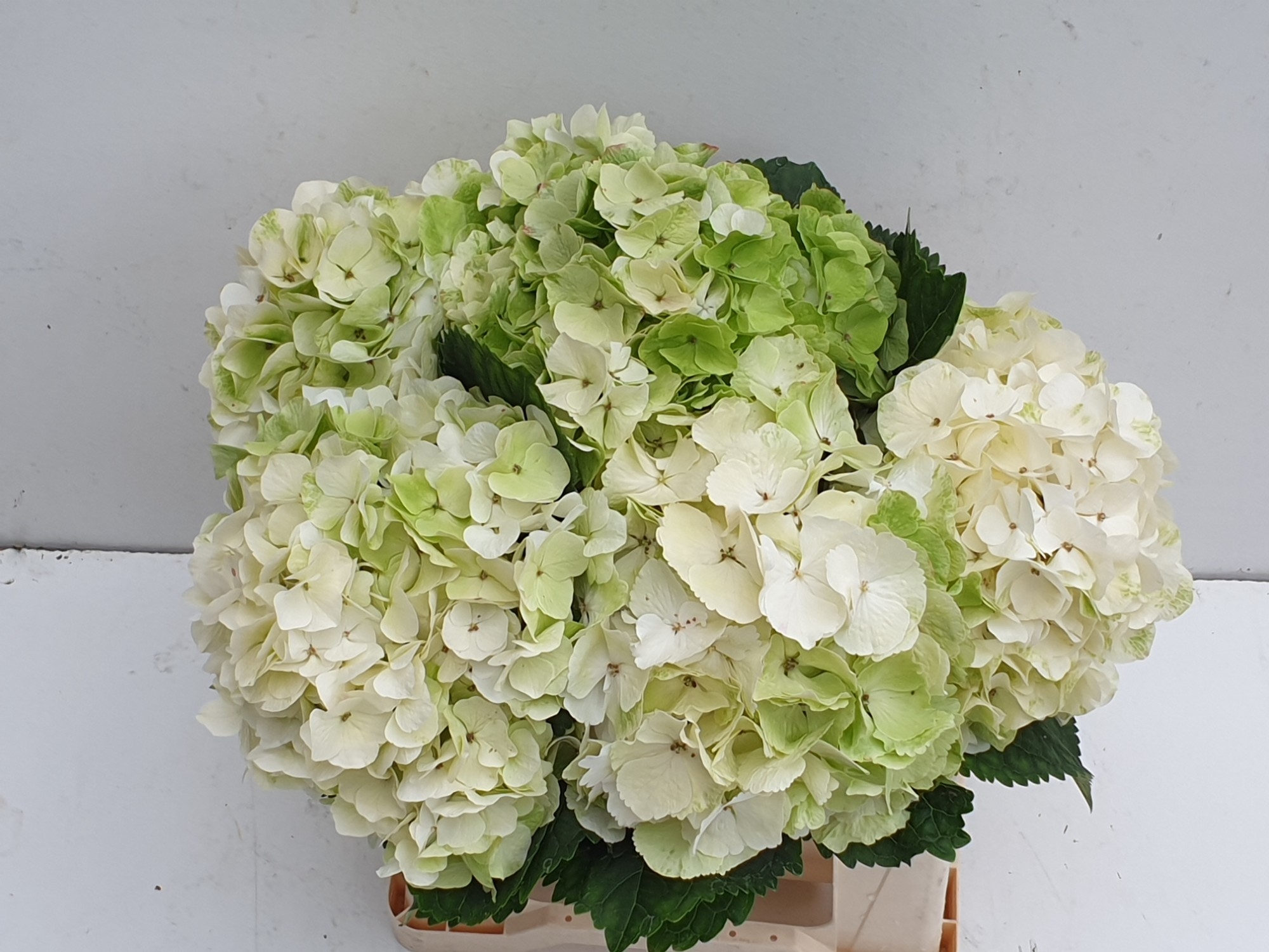 Verena white classic (35) - FloraXchange