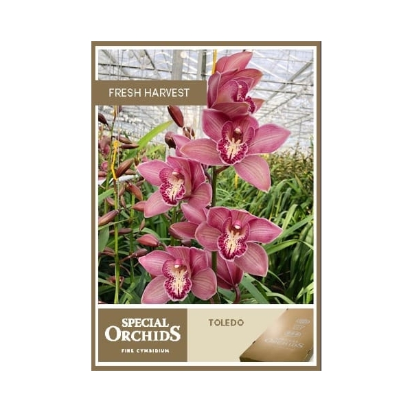 CYMB T TOLEDO. . (GM-5770) - FloraXchange