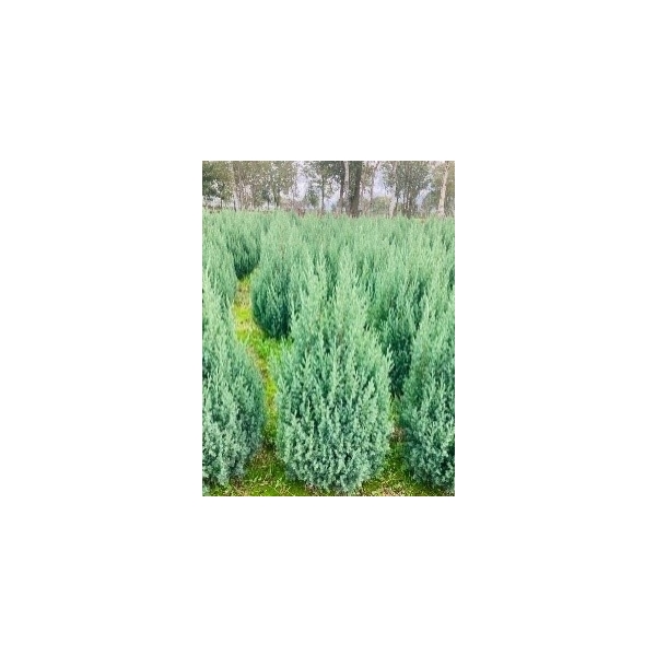 Juniperus chinensis Stricta (potted) P23 / C5 (9607) - FloraXchange
